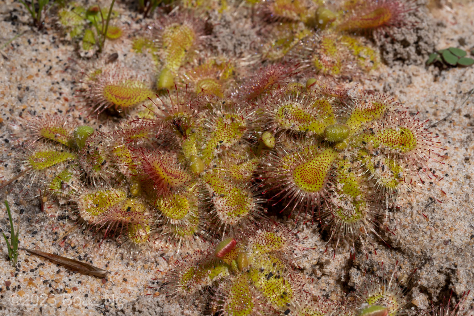 Drosera pauciflora Species Profile - Fierce Flora