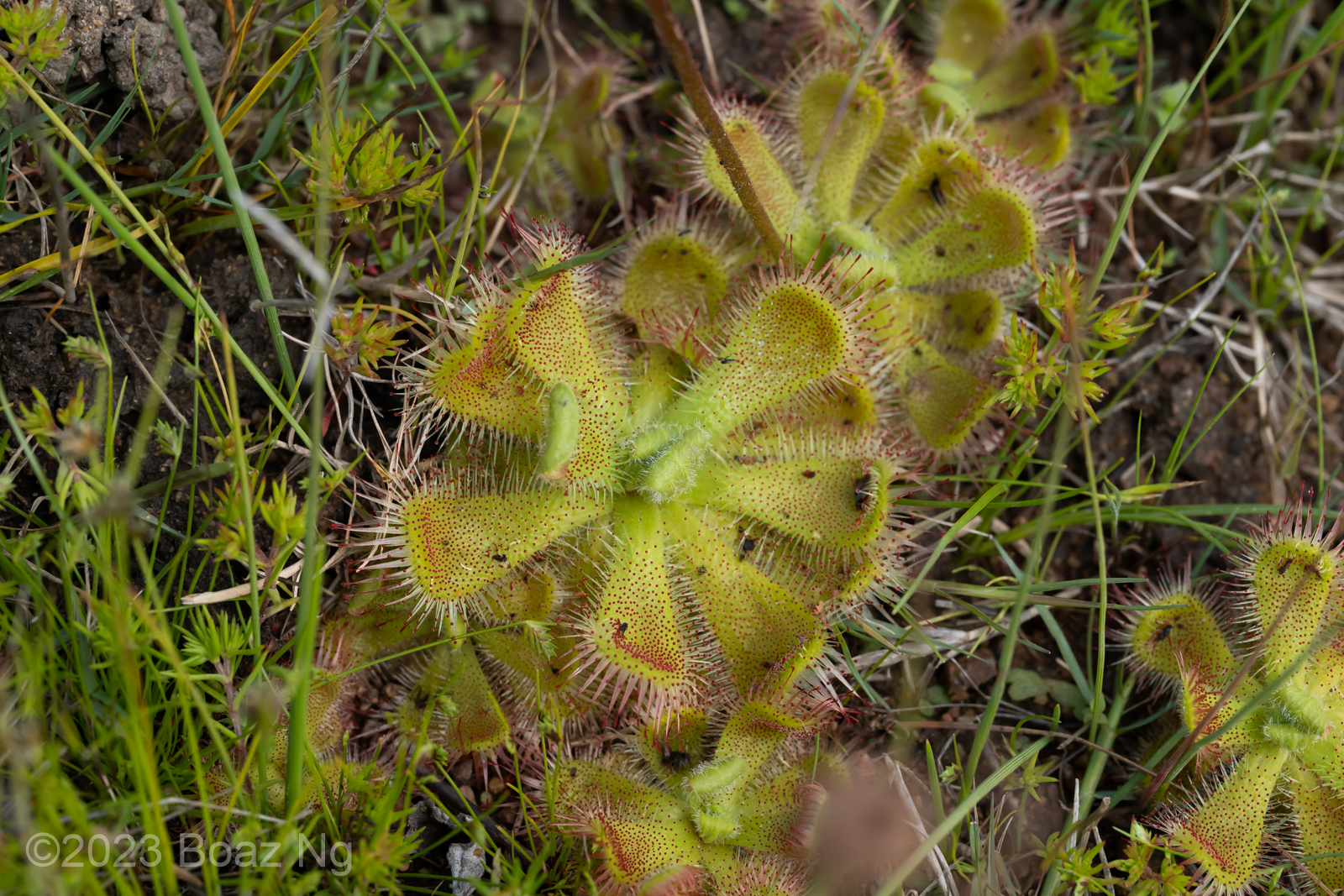 Drosera pauciflora Species Profile - Fierce Flora