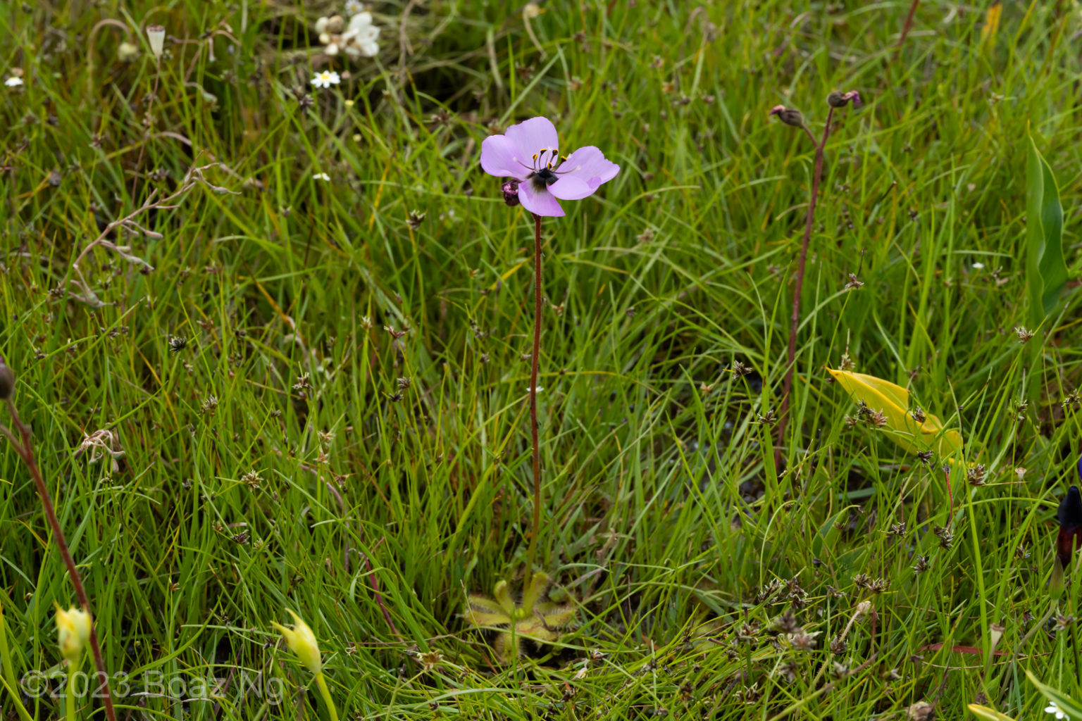 Drosera pauciflora Species Profile - Fierce Flora