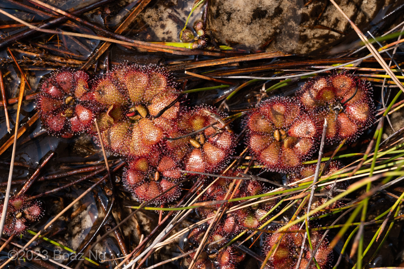 Drosera gracilis - alpine form Species Profile - Fierce Flora