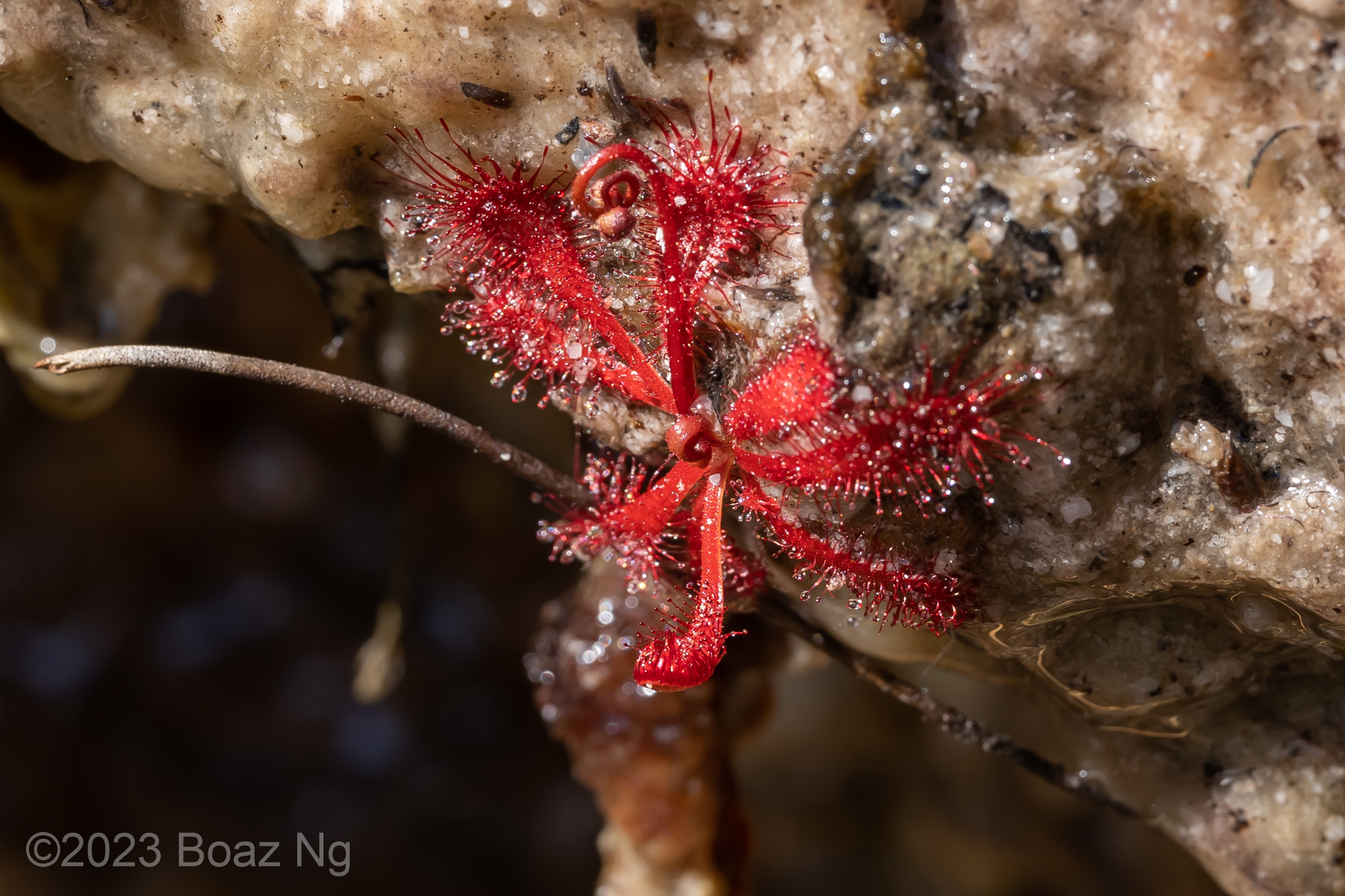 Drosera afra Species Profile - Fierce Flora