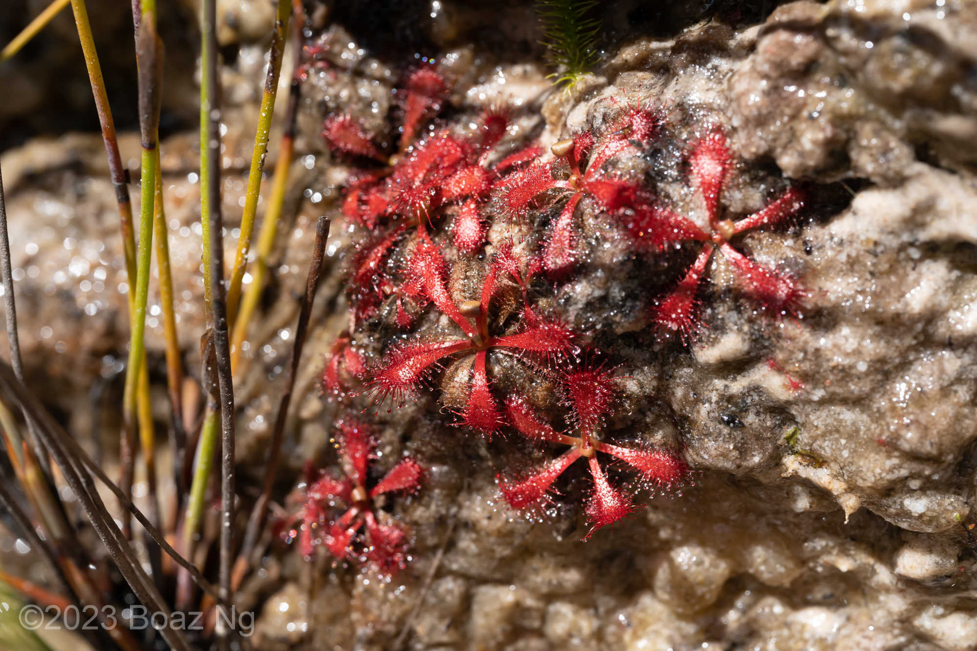 Drosera afra Species Profile - Fierce Flora