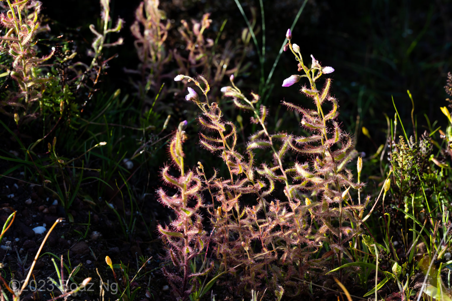 Drosera liniflora Species Profile - Fierce Flora