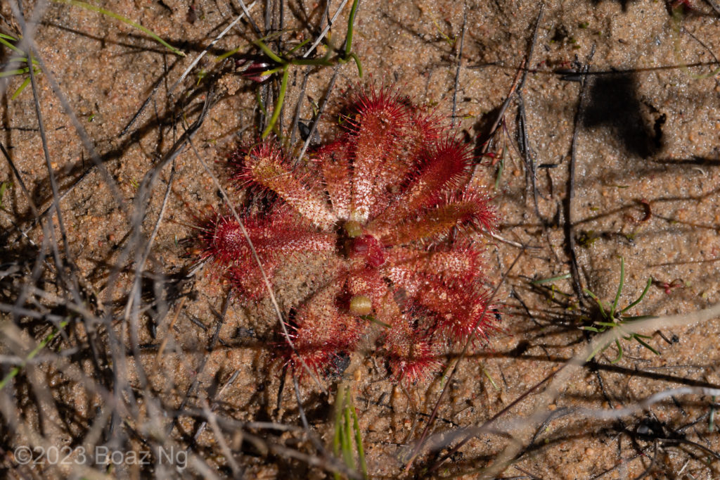 Drosera acaulis Species Profile - Fierce Flora