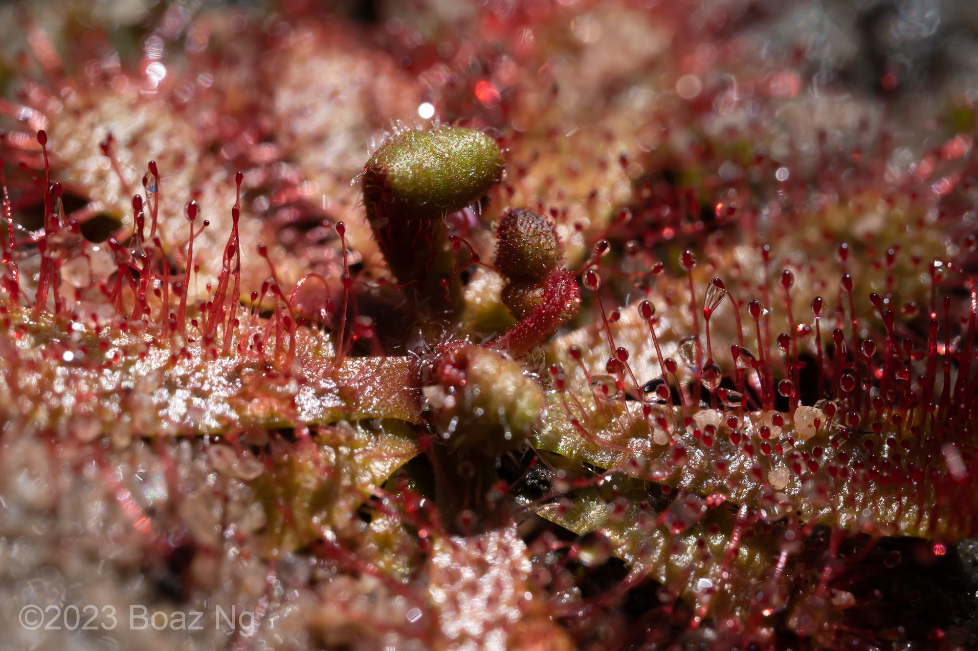Drosera acaulis Species Profile - Fierce Flora