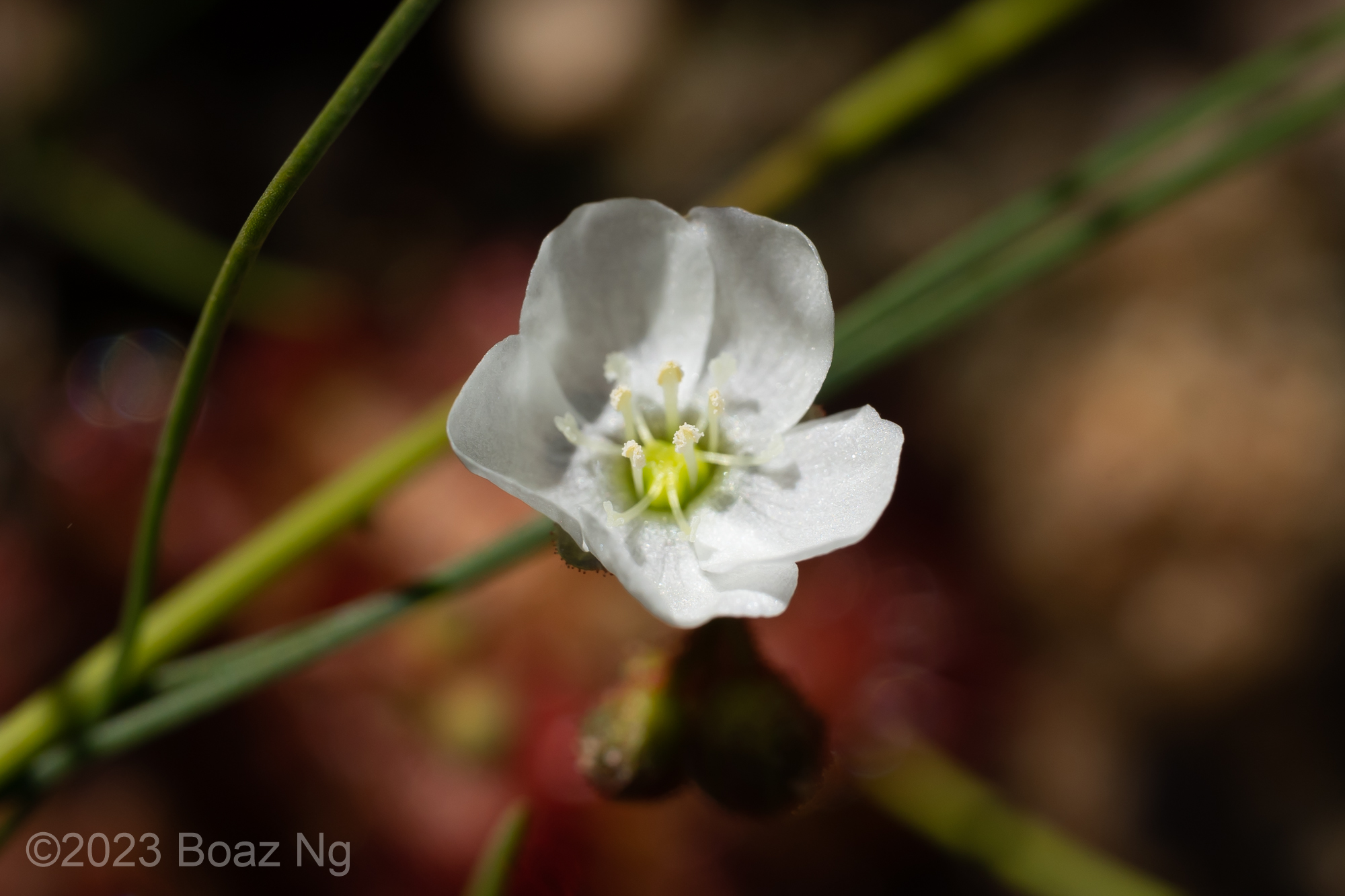 Drosera trinervia Species Profile - Fierce Flora