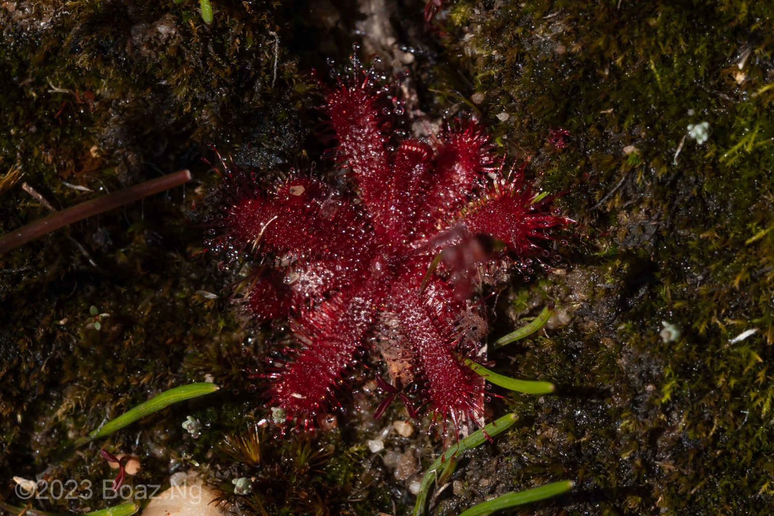 Drosera afra Species Profile - Fierce Flora