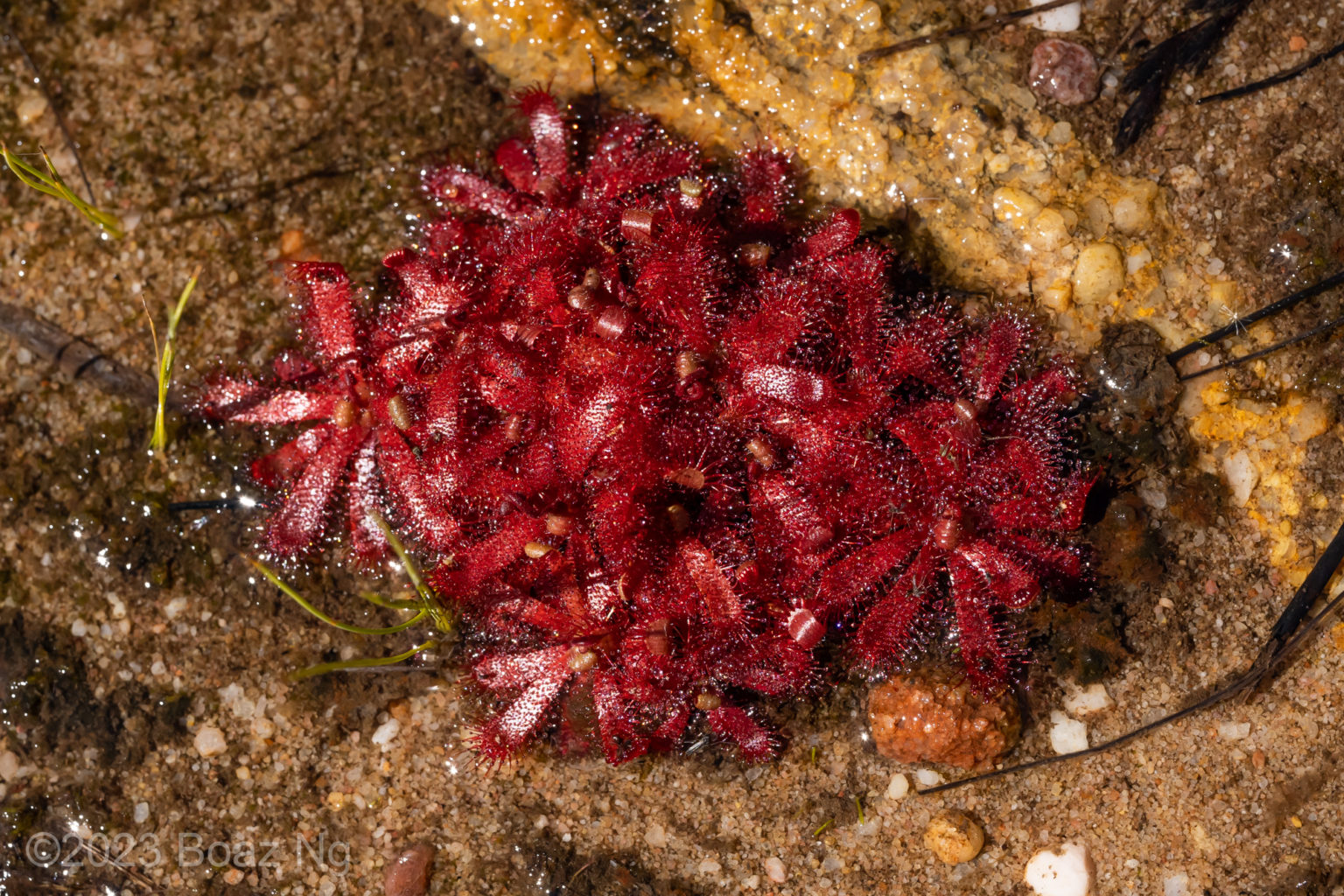 Drosera afra Species Profile - Fierce Flora
