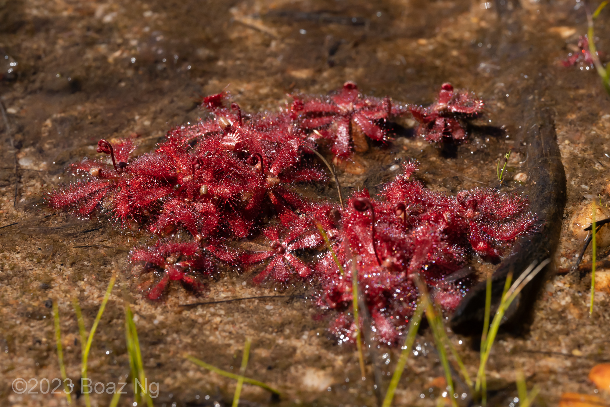 Drosera afra Species Profile - Fierce Flora