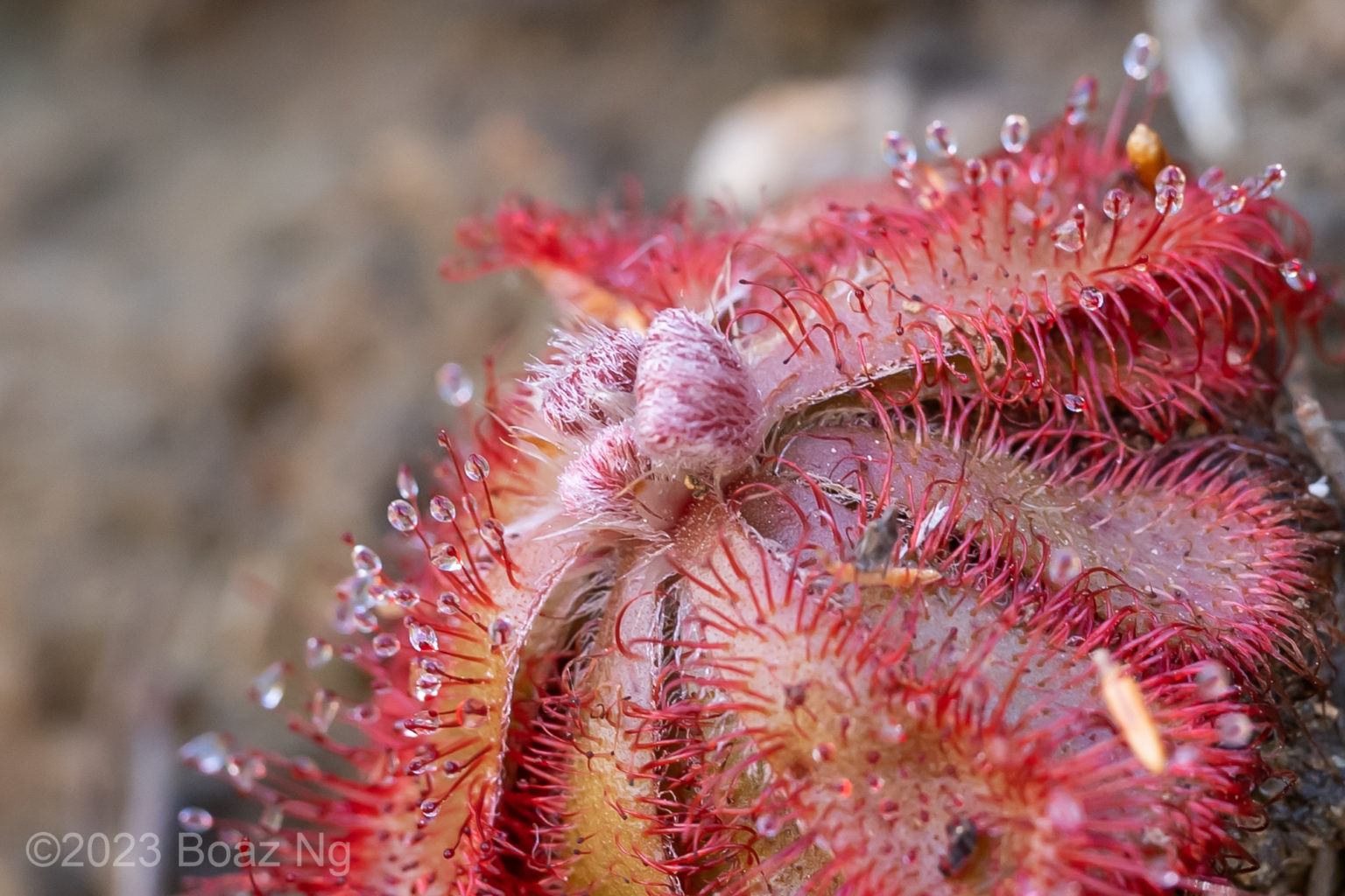 Drosera aliciae Species Profile - Fierce Flora