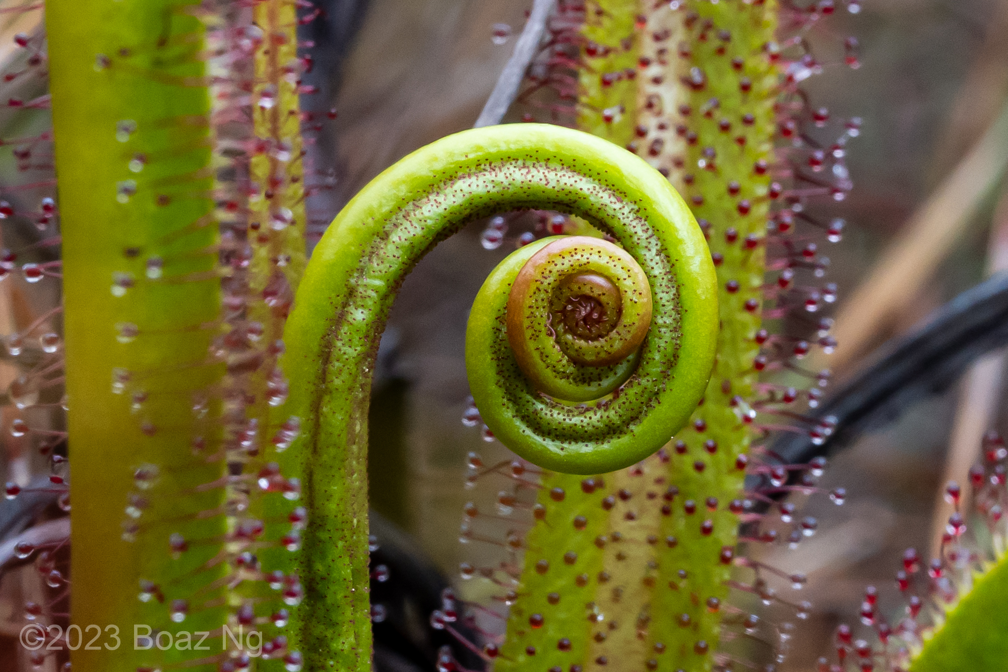 Drosera regia in the wild - Fierce Flora