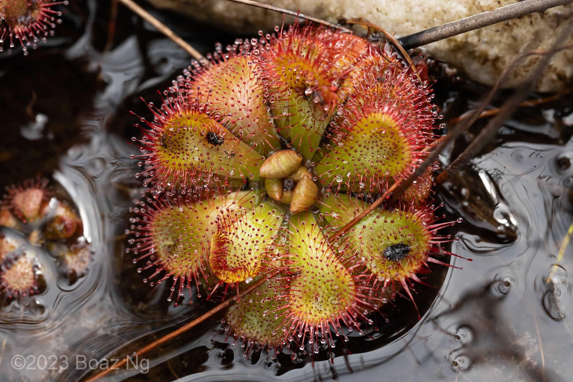 Drosera admirabilis Species Profile - Fierce Flora