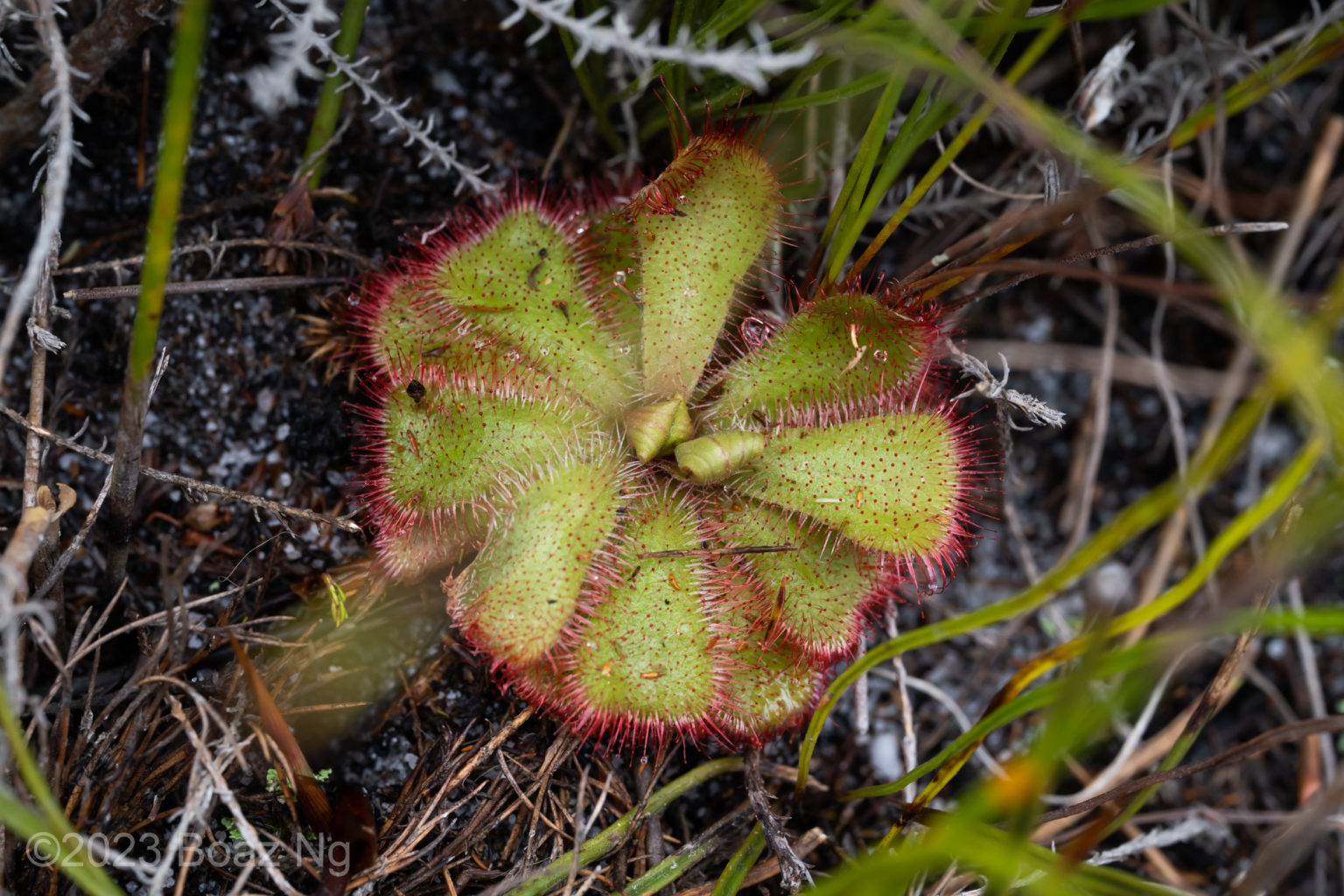 Drosera cuneifolia Species Profile - Fierce Flora