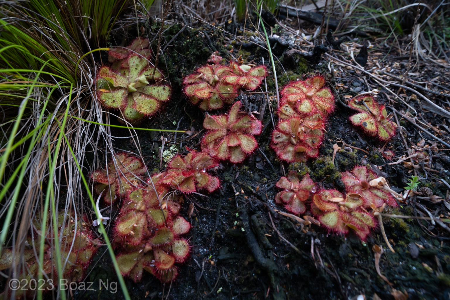 Drosera cuneifolia Species Profile - Fierce Flora