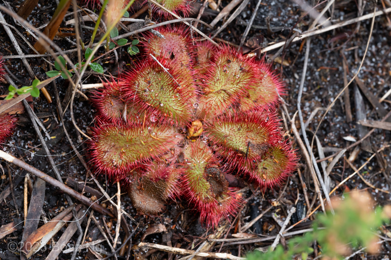 Drosera cuneifolia Species Profile - Fierce Flora