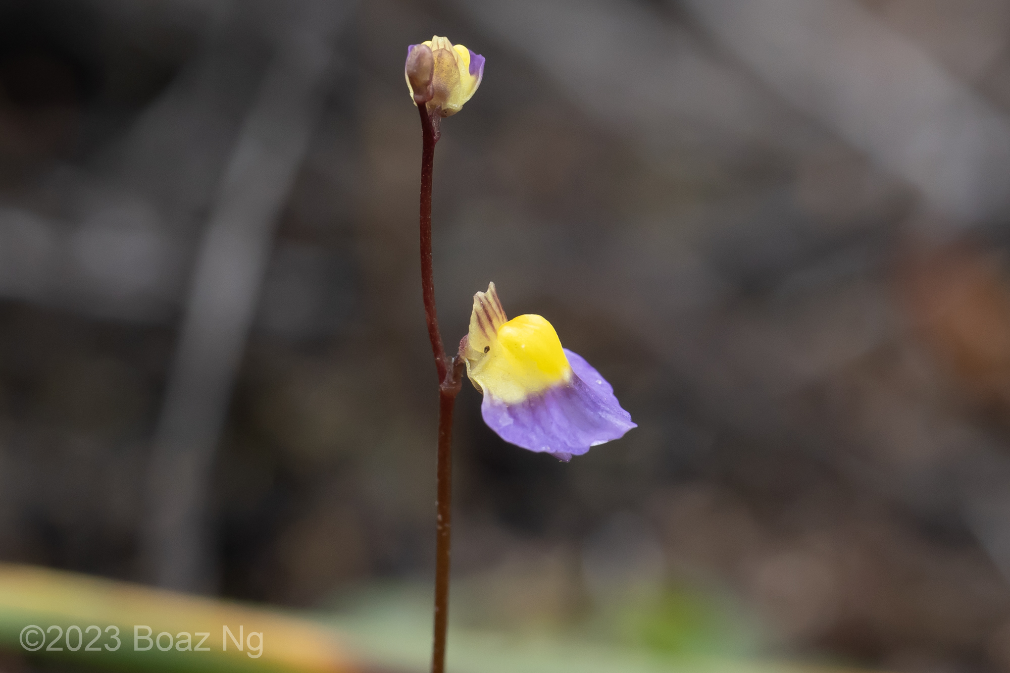 Utricularia bisquamata Species Profile - Fierce Flora