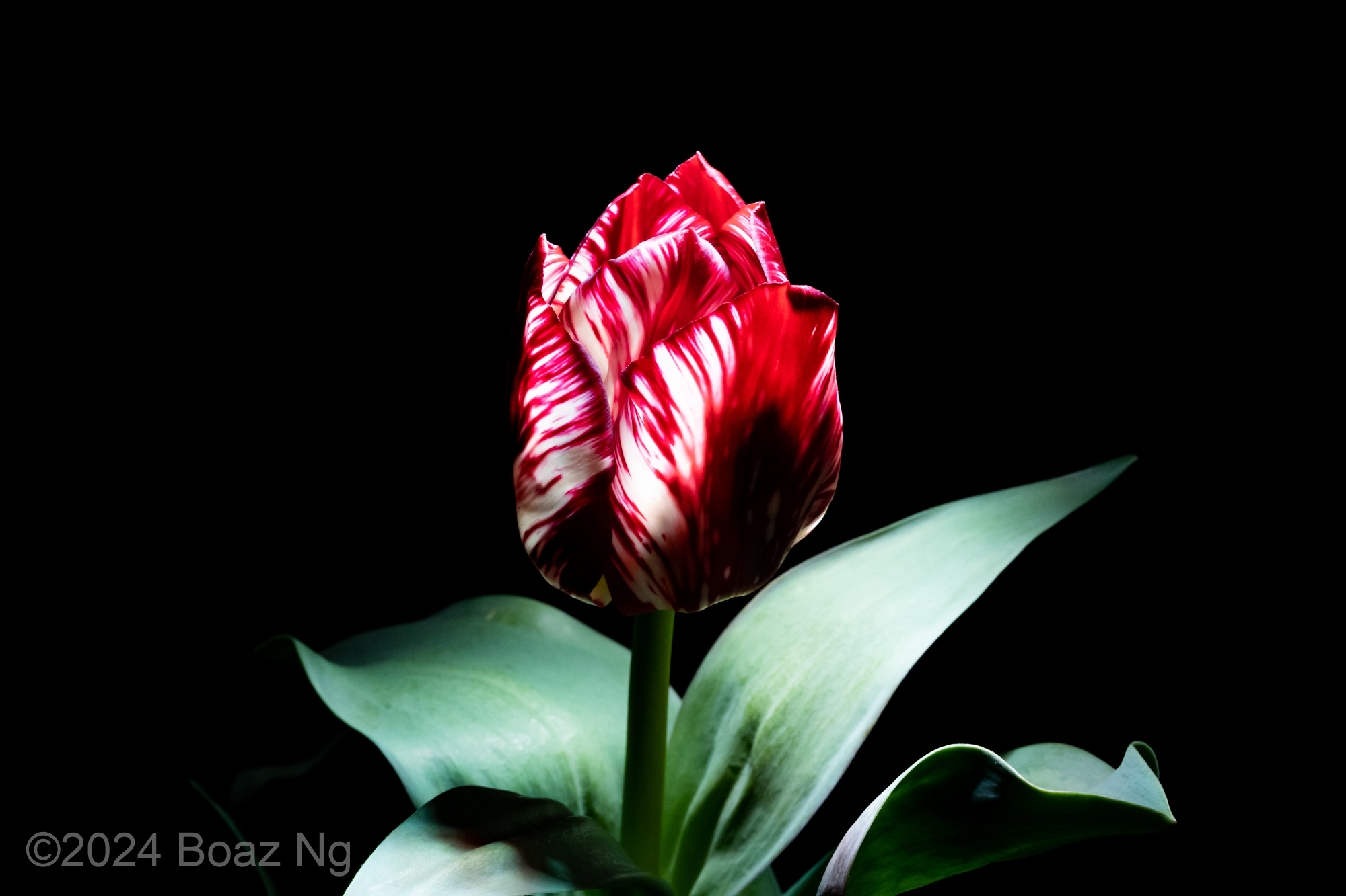 A broken tulip - Fierce Flora