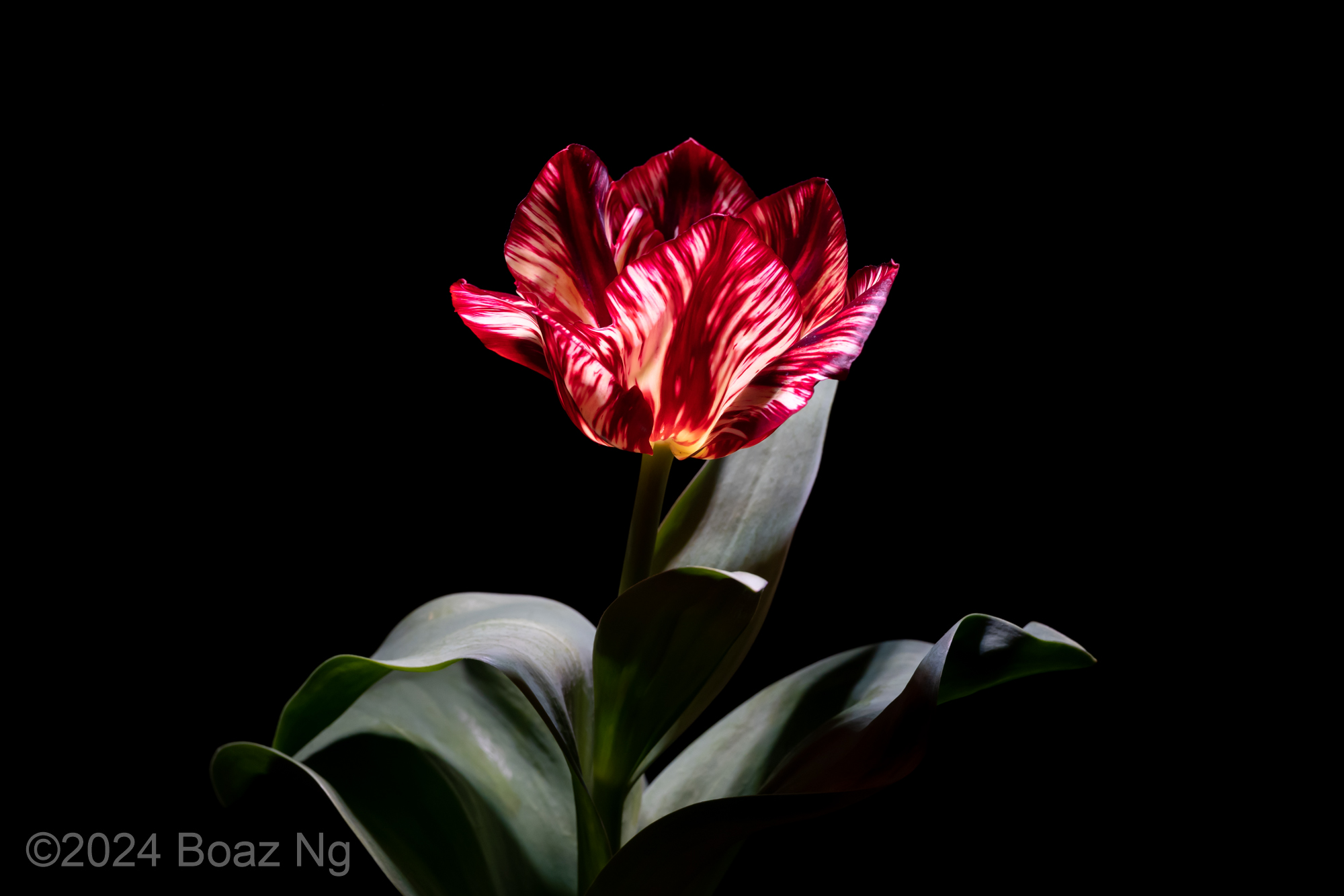 A broken tulip - Fierce Flora