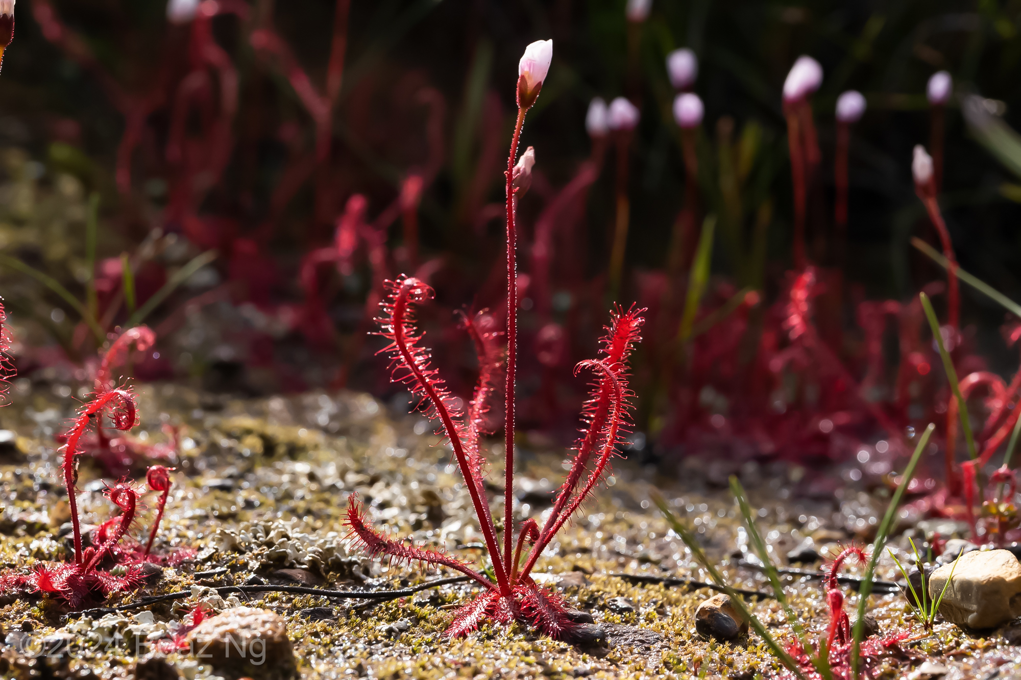 Finding every described sundew in the Western Cape, South Africa ...