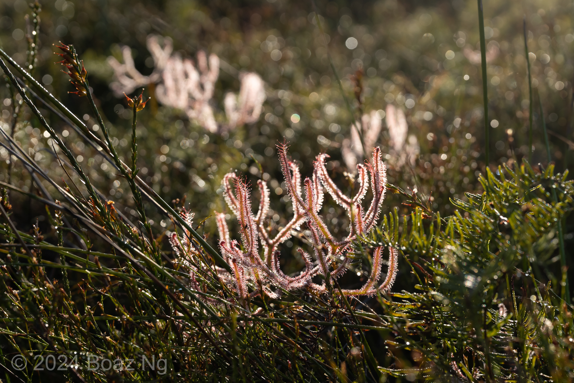 Wild Drosera binata extrema - 112 points! - Fierce Flora