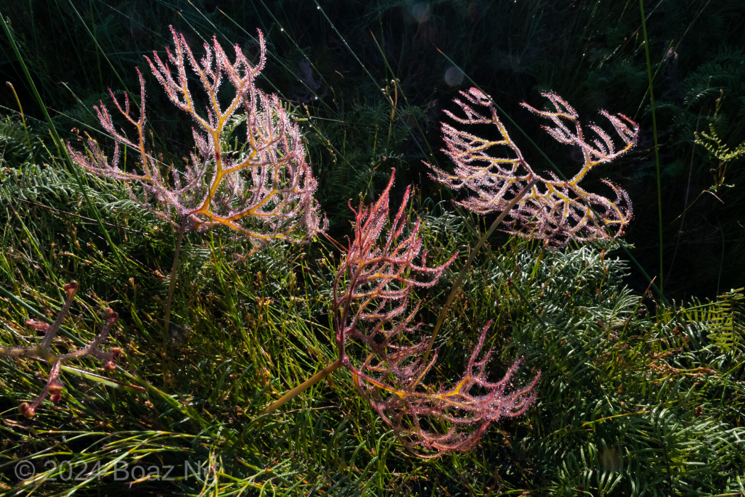 Wild Drosera binata extrema - 112 points! - Fierce Flora