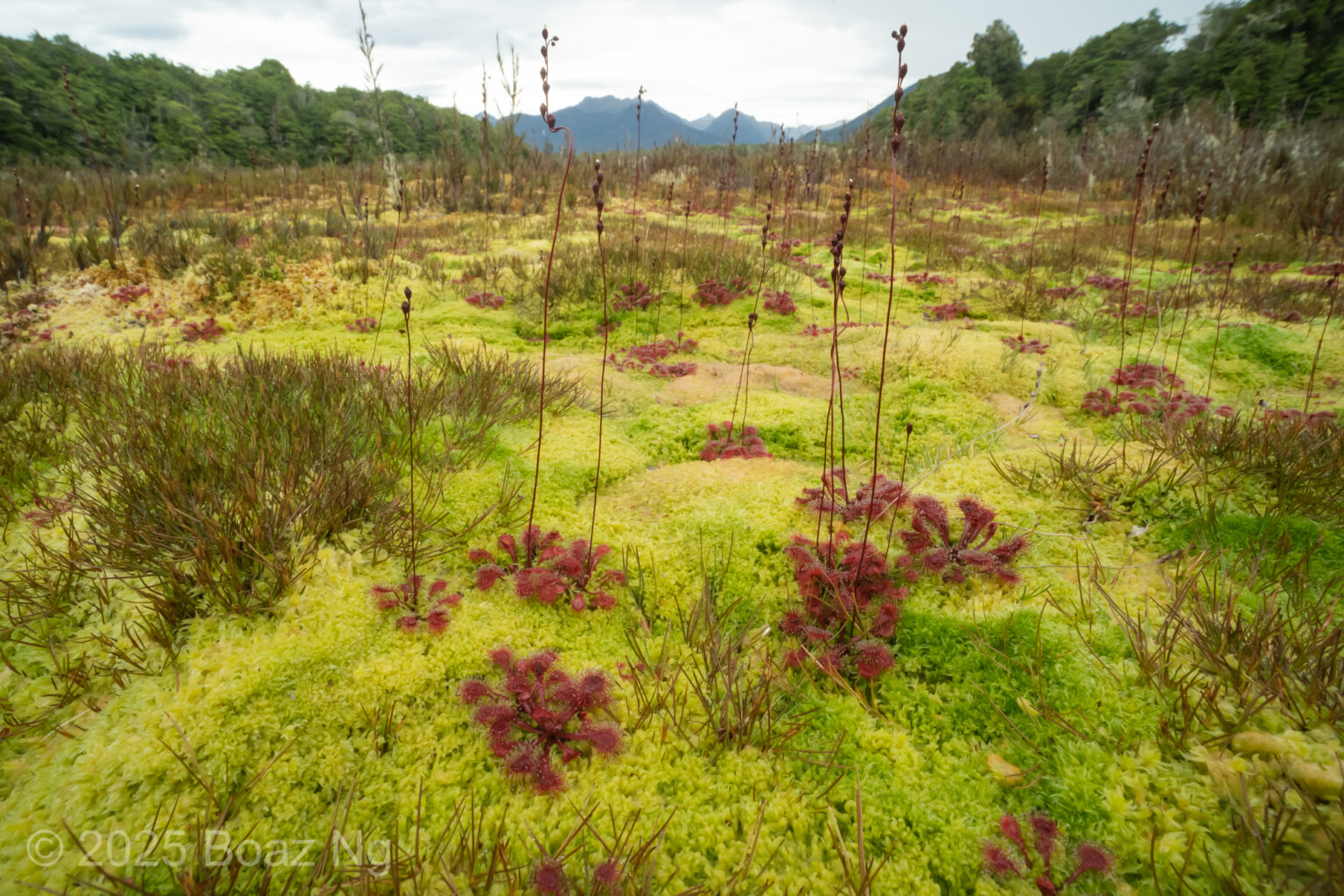 Drosera spatulata of South Island, New Zealand - Fierce Flora