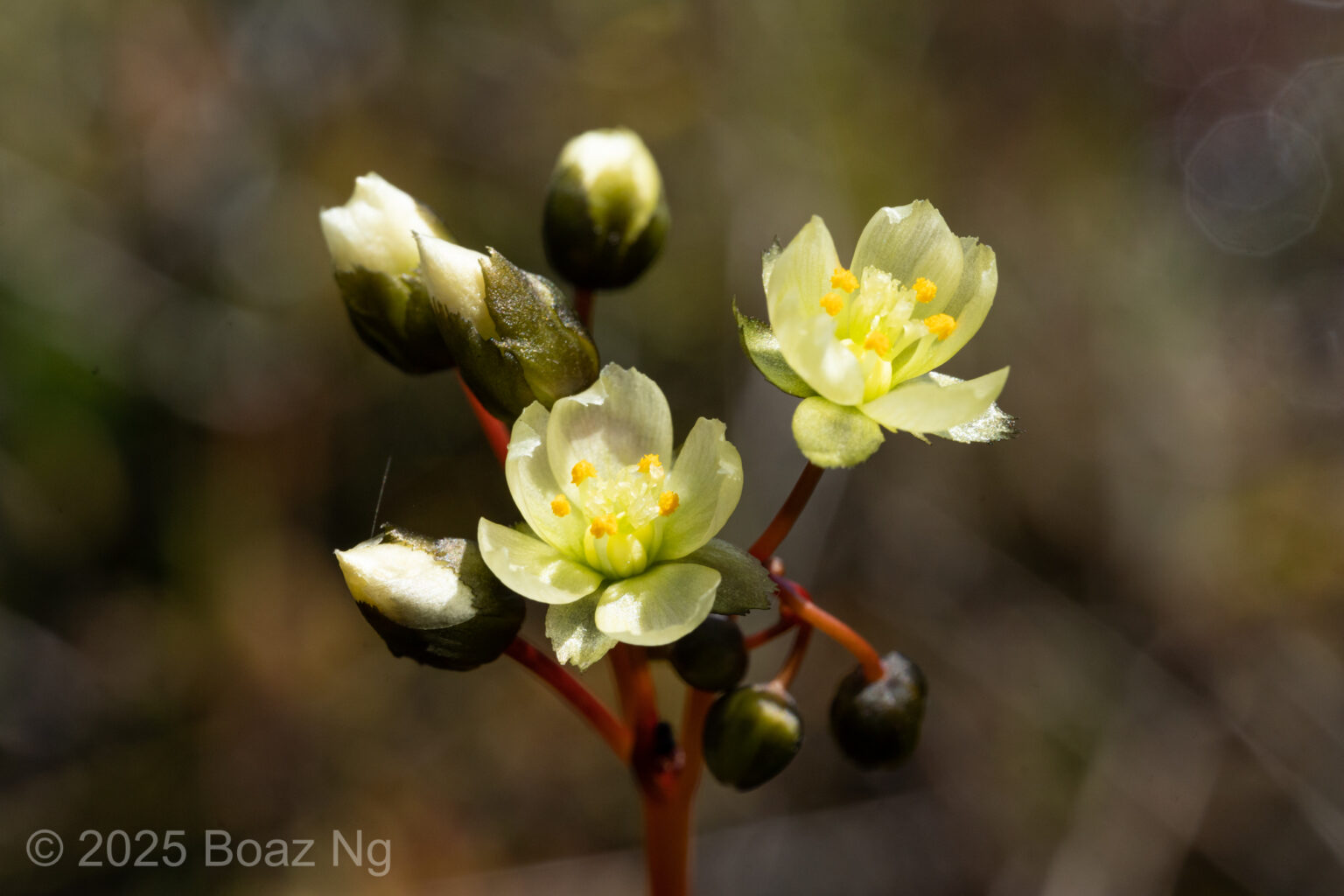 Yellow Flowered Drosera Binata in New Zealand - Fierce Flora