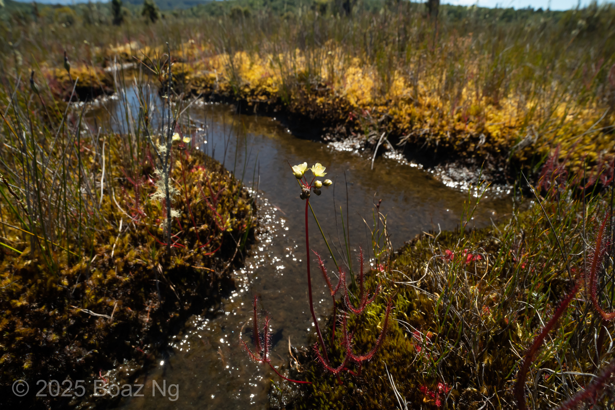 Yellow Flowered Drosera Binata in New Zealand - Fierce Flora