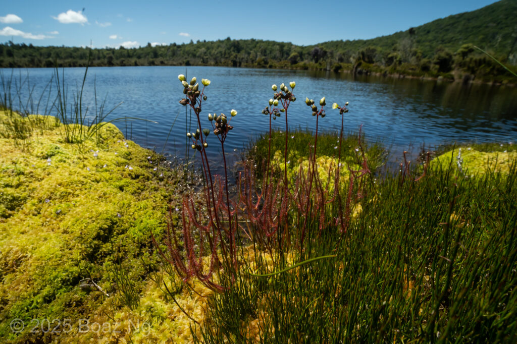 Yellow Flowered Drosera Binata in New Zealand - Fierce Flora