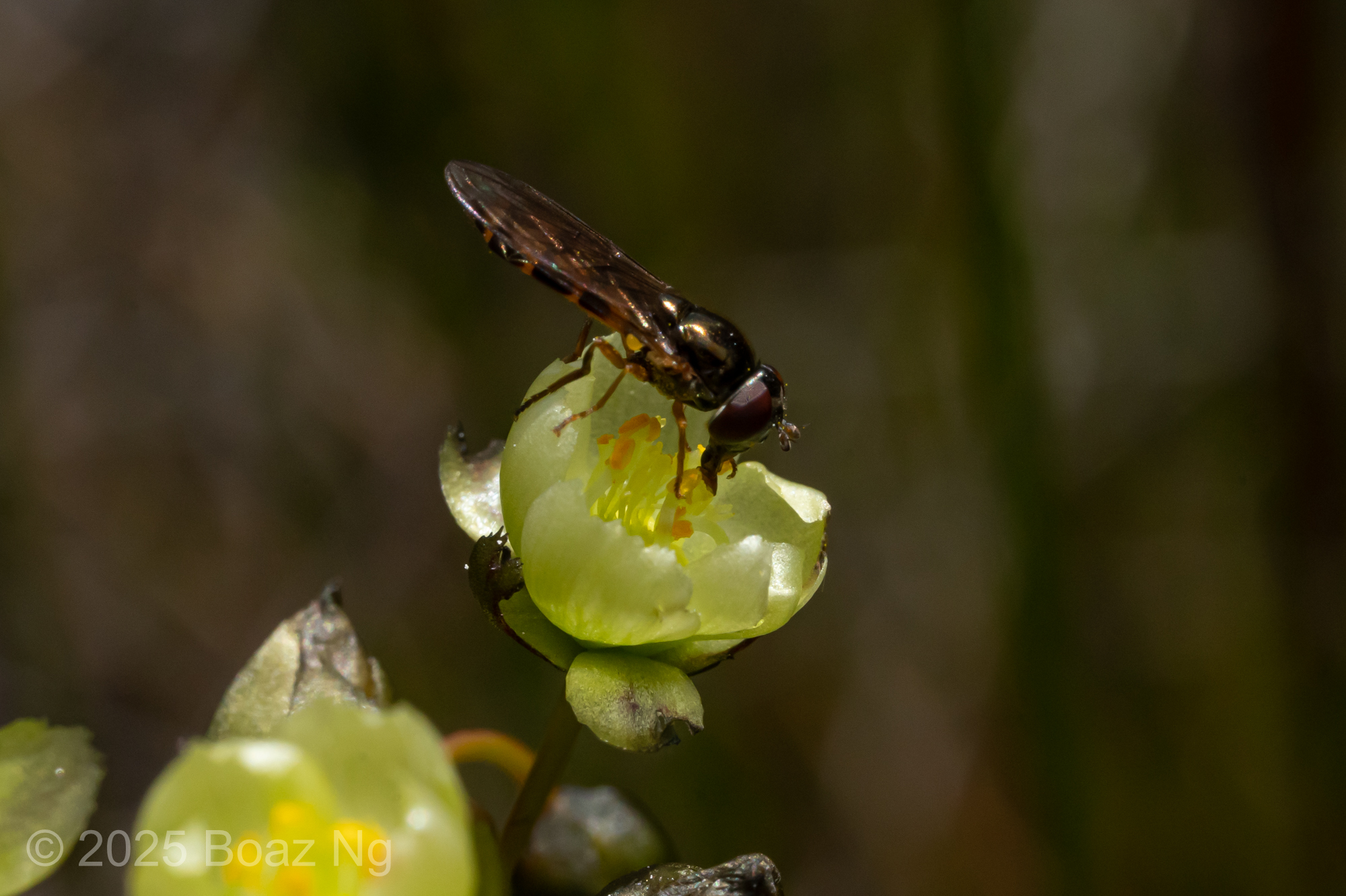 Yellow Flowered Drosera Binata in New Zealand - Fierce Flora