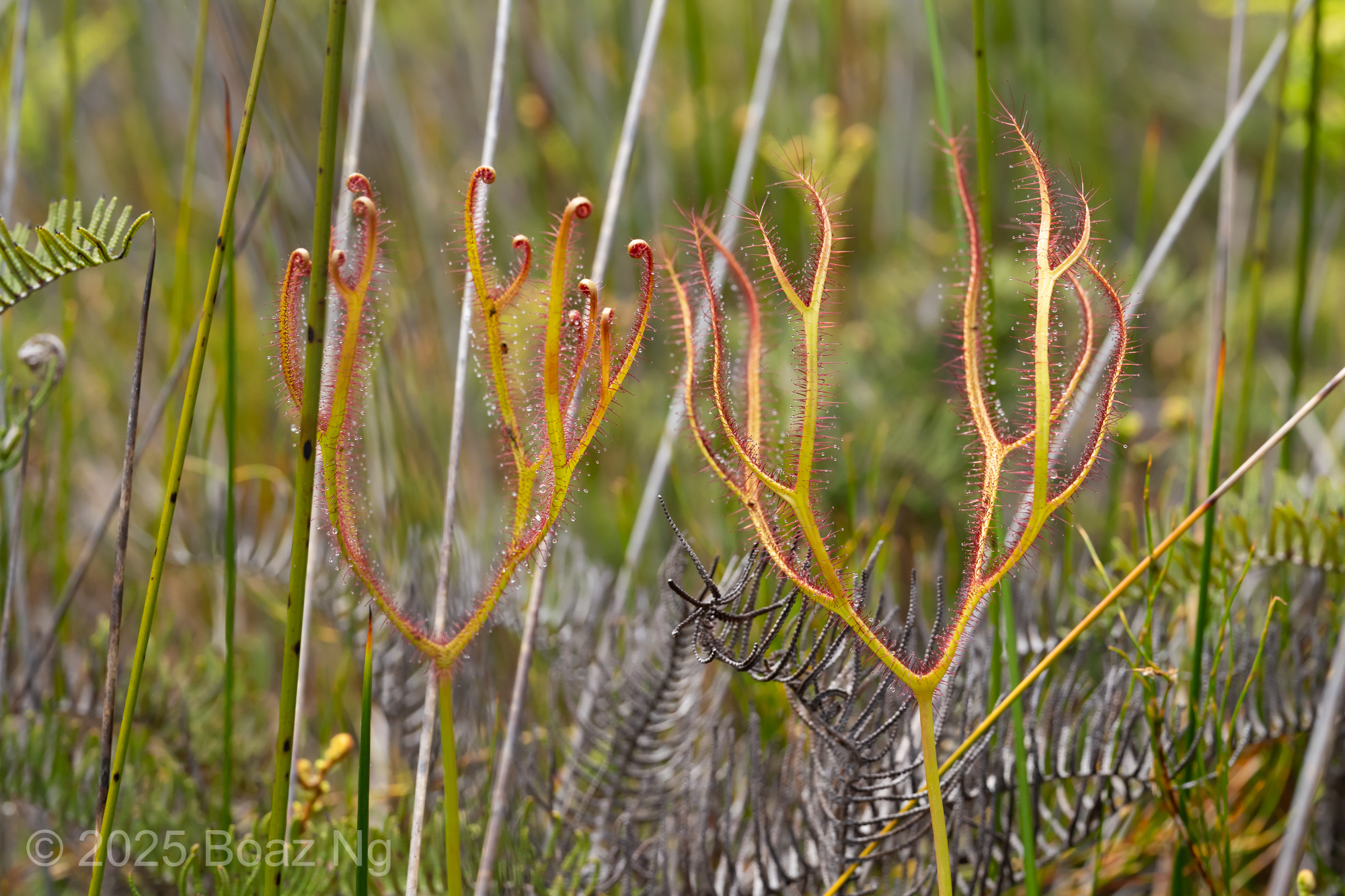 Yellow Flowered Drosera Binata in New Zealand - Fierce Flora