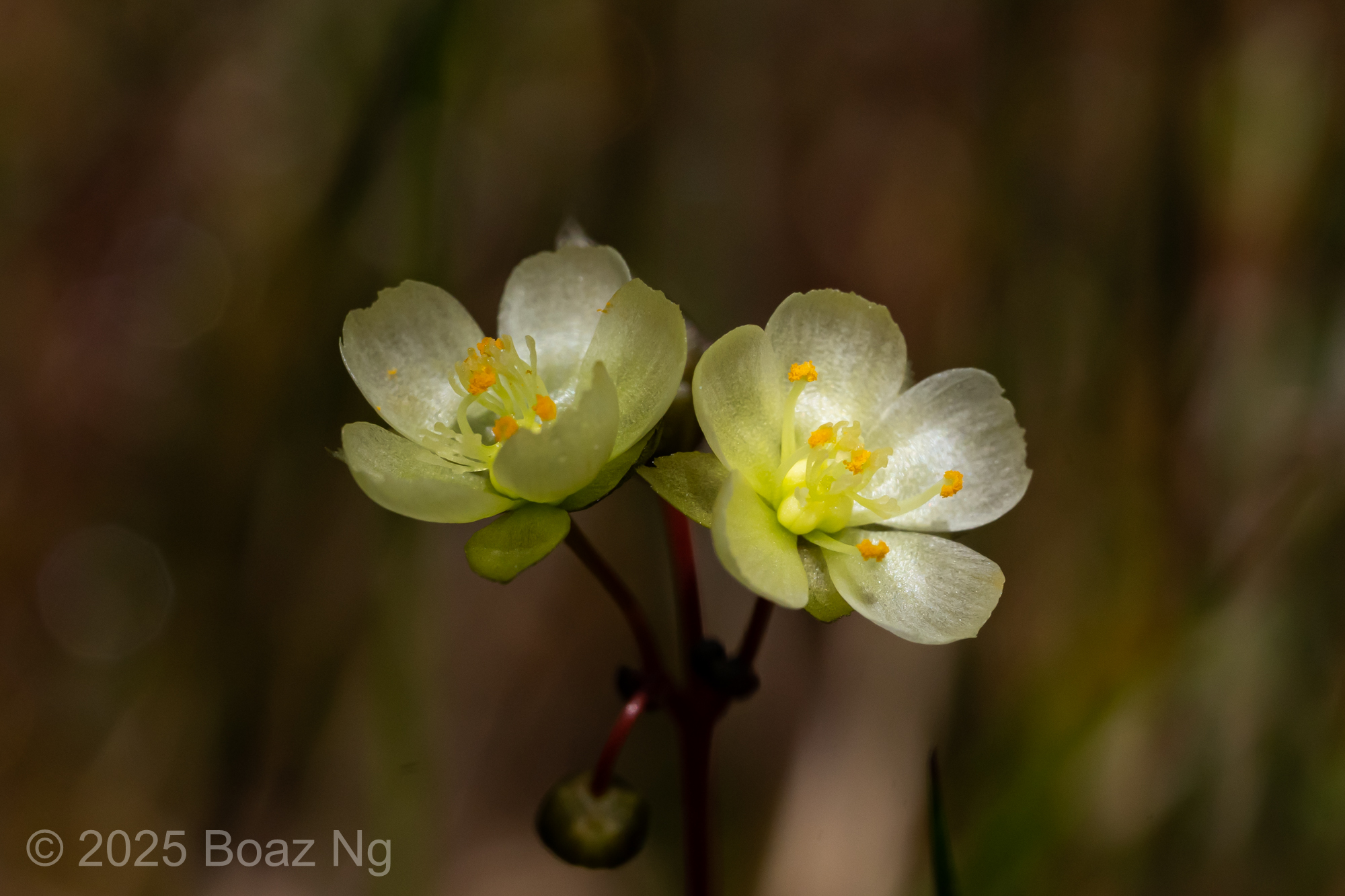 Yellow Flowered Drosera Binata in New Zealand - Fierce Flora