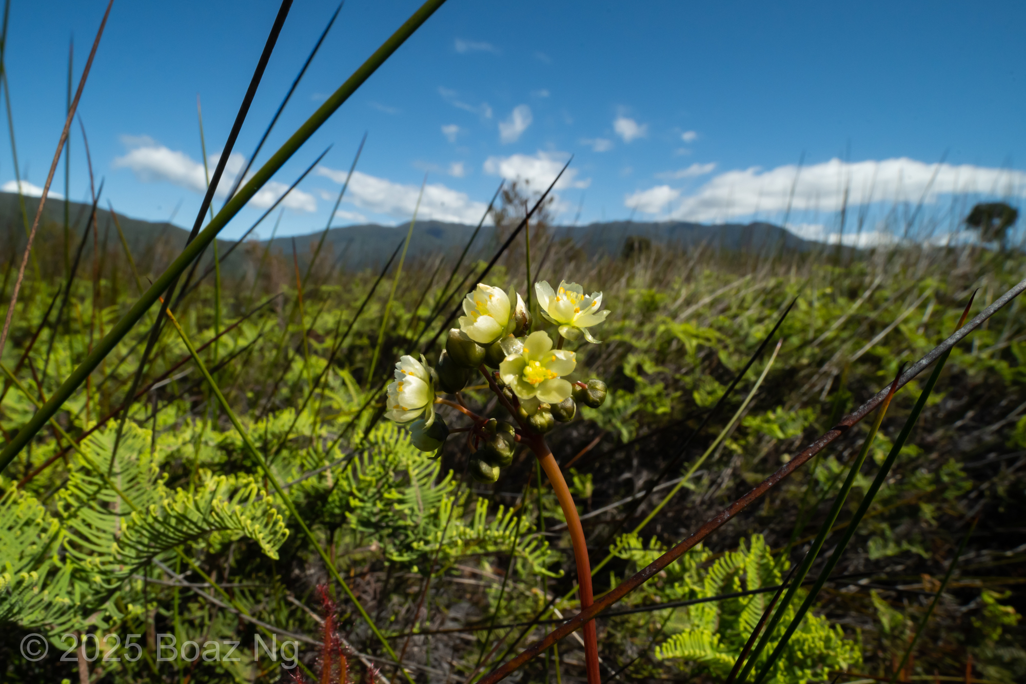 Yellow Flowered Drosera Binata in New Zealand - Fierce Flora