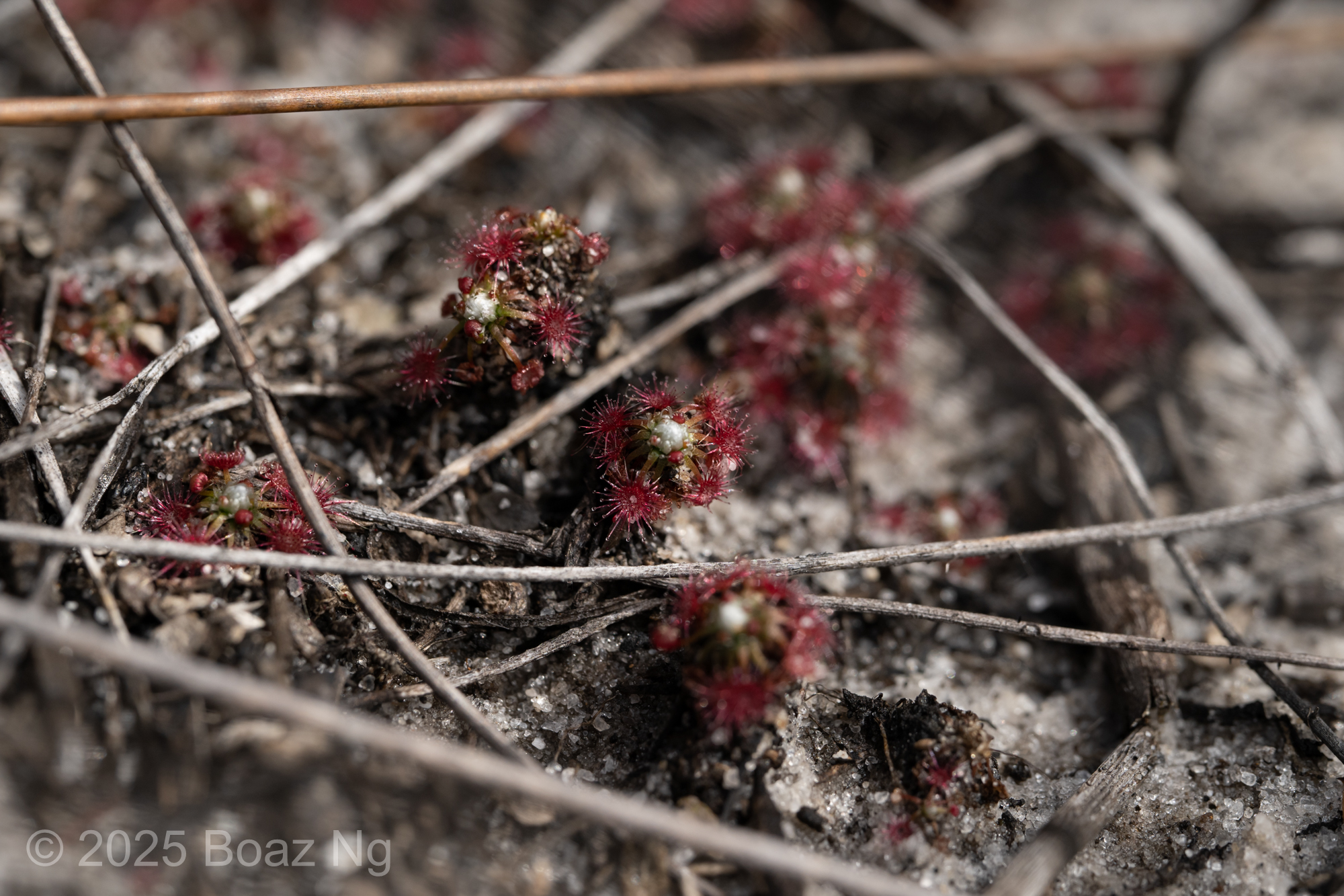 Drosera australis Species Profile - Fierce Flora