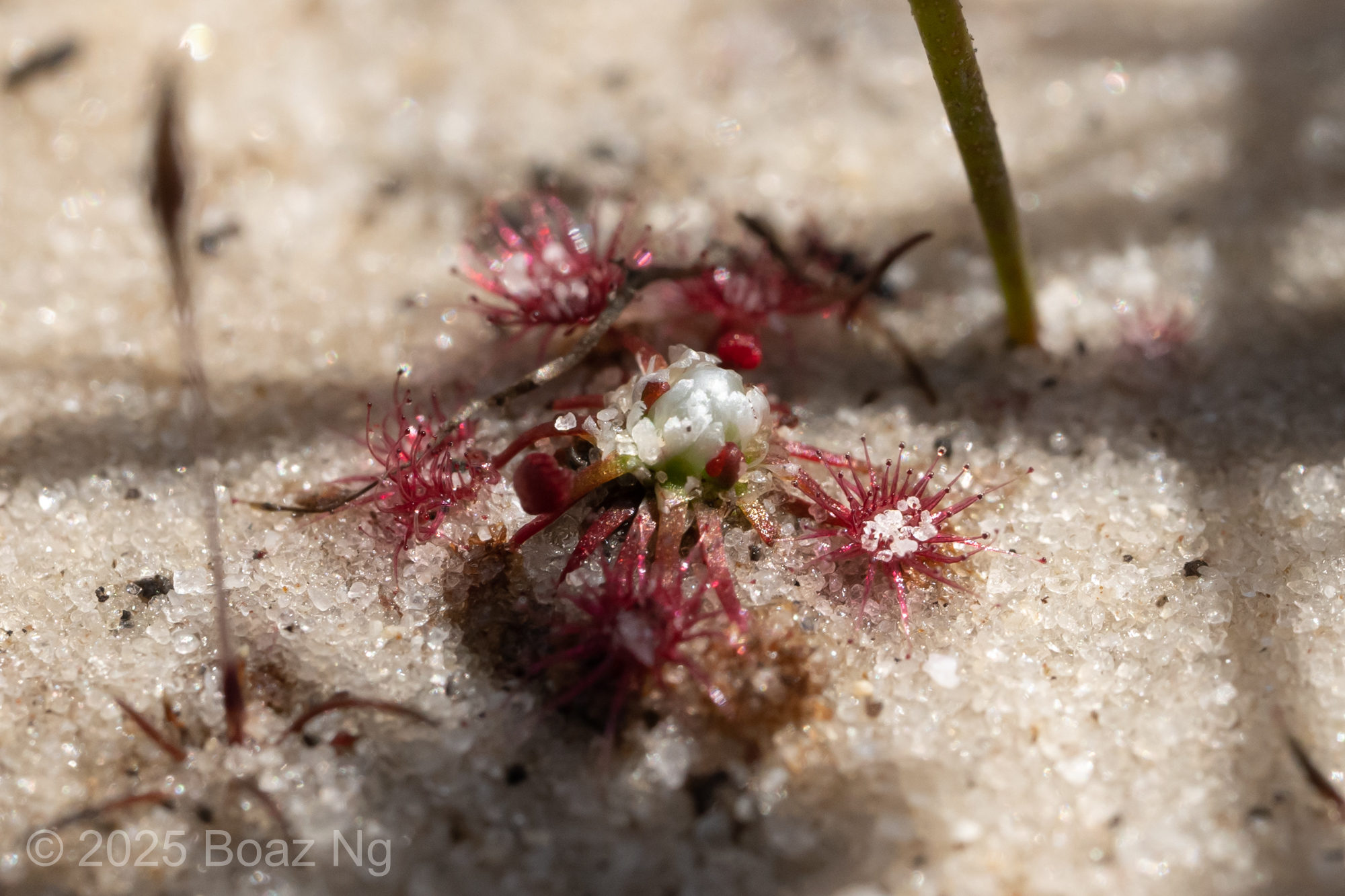 Drosera australis Species Profile - Fierce Flora