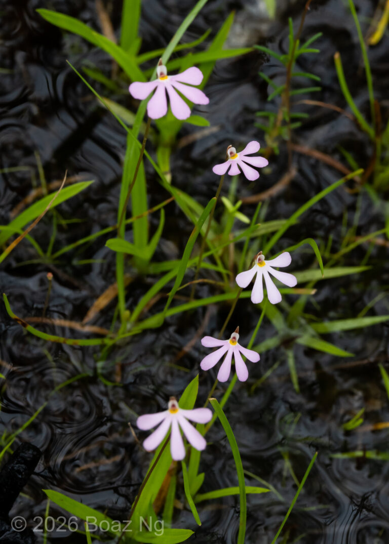 Utricularia cheiranthos Species Profile - Fierce Flora